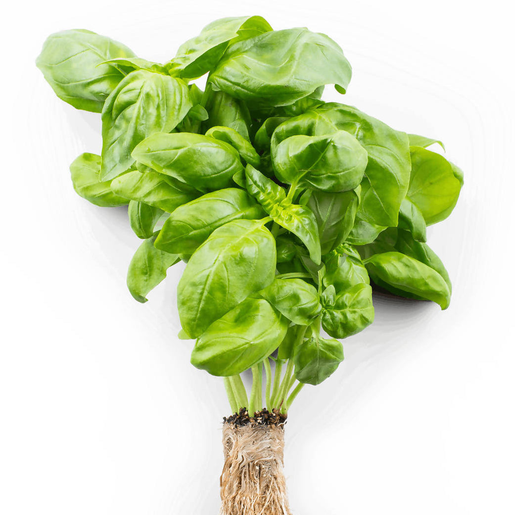 Basil Bunch