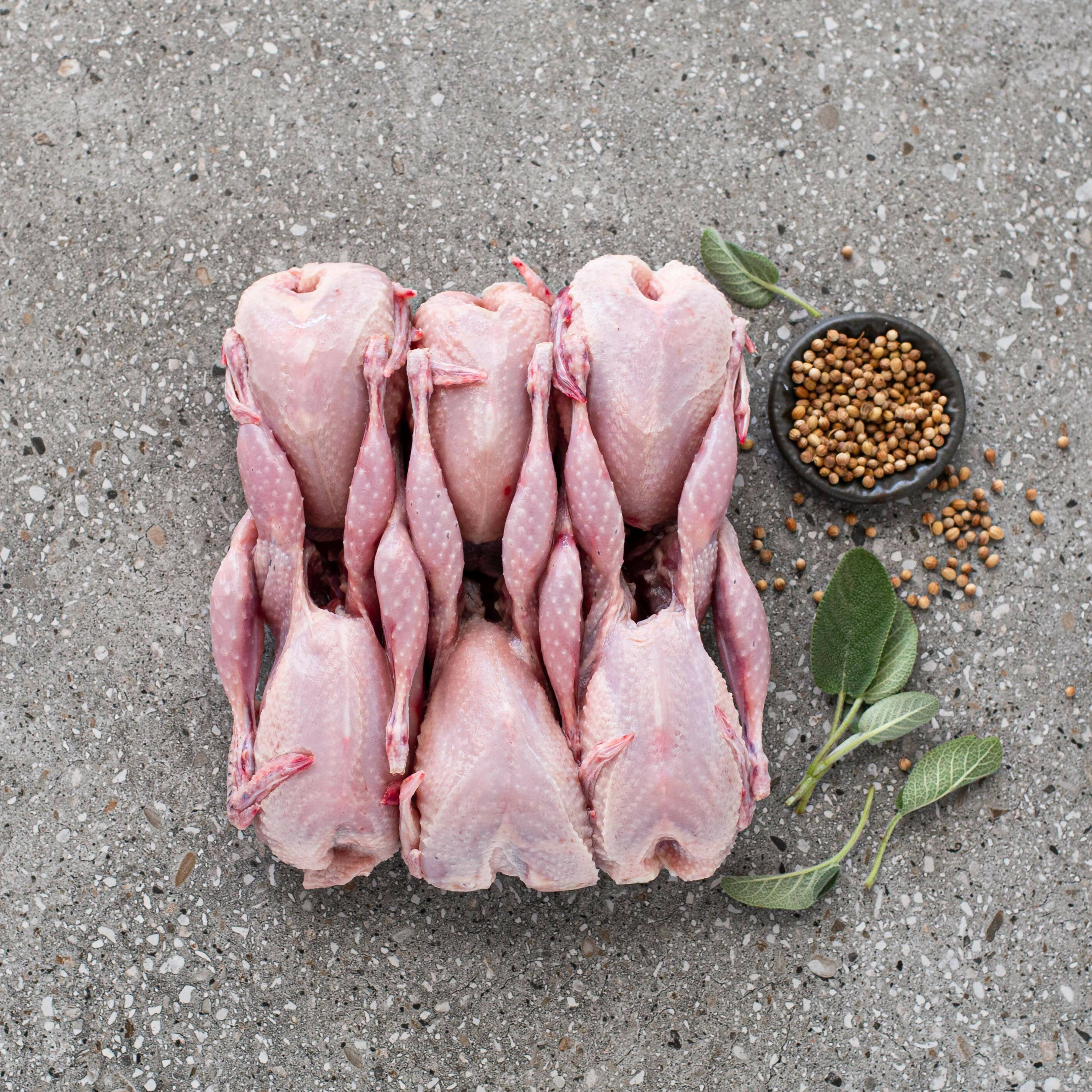 Quail (6 pack) jumbo