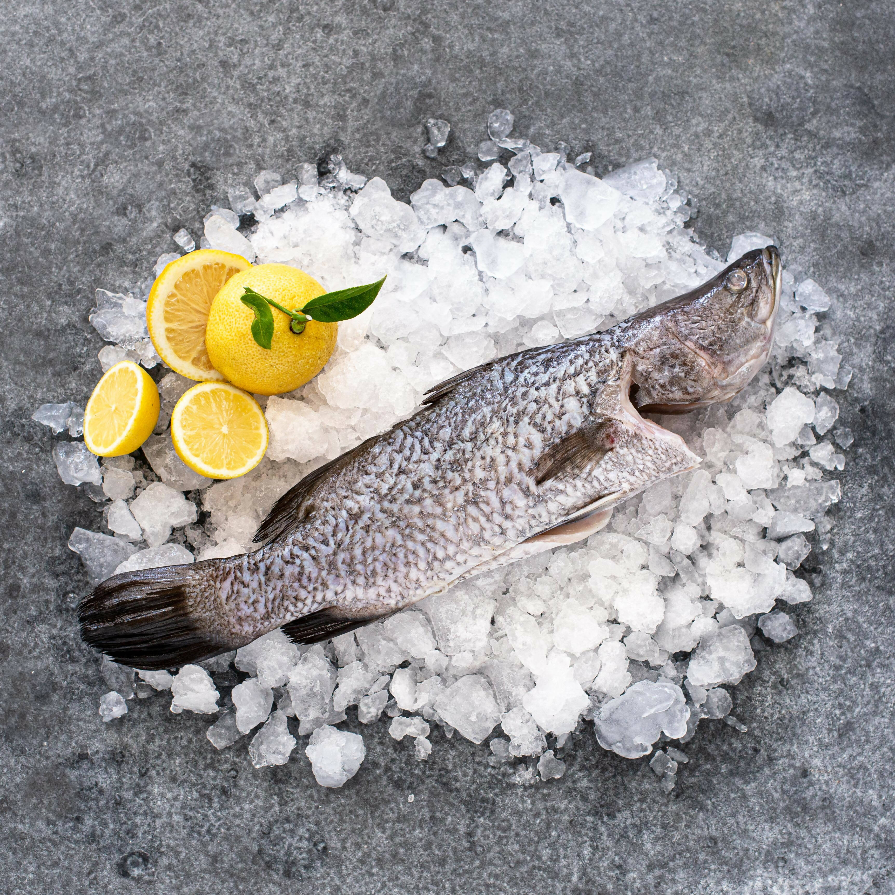 Whole Baby Barramundi